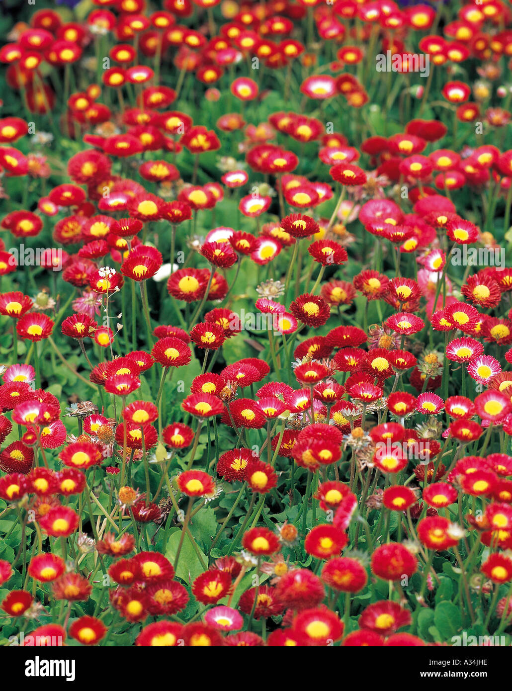 Marquerite daisy hi-res stock photography and images - Alamy