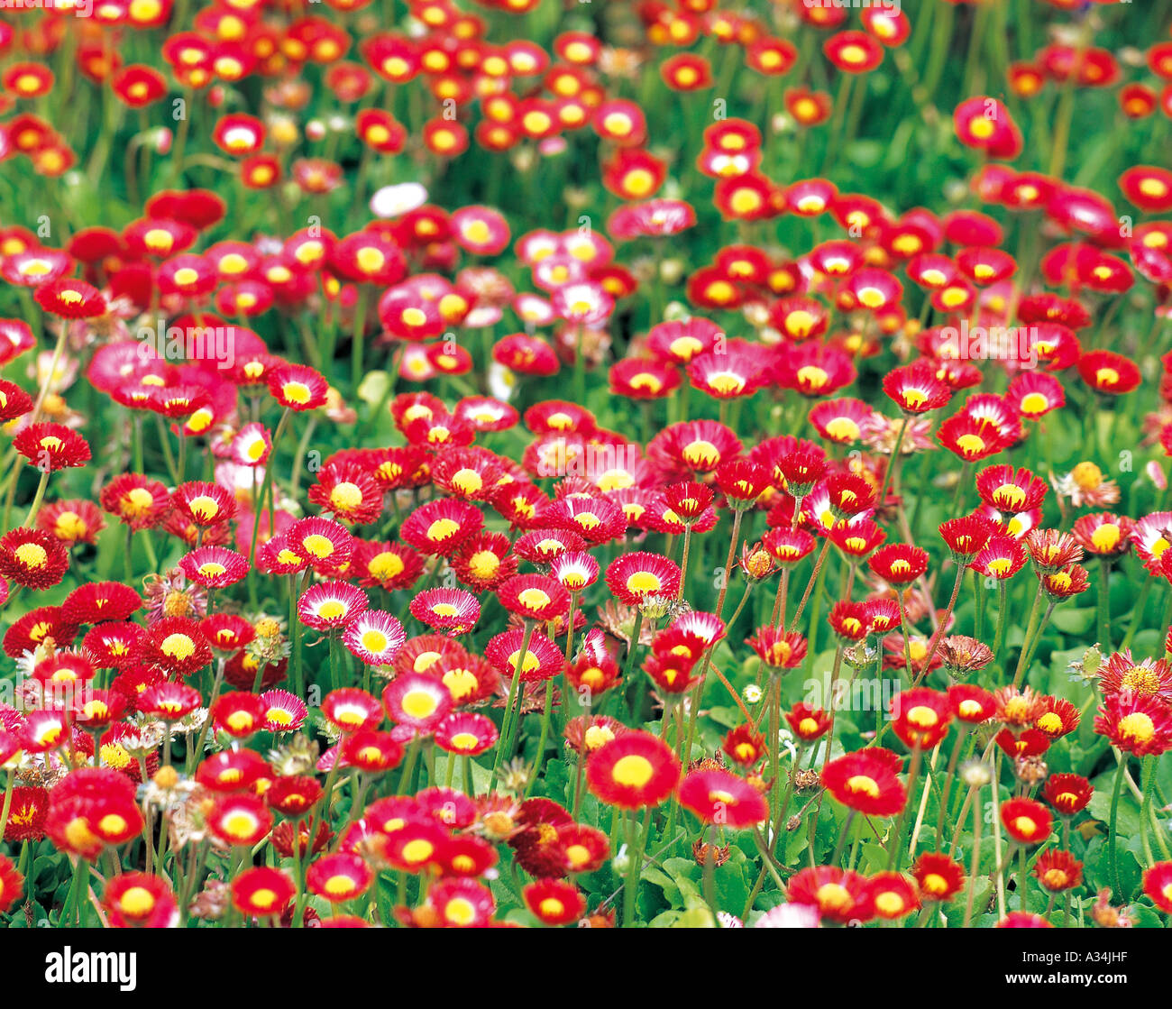Marquerite daisy hi-res stock photography and images - Alamy