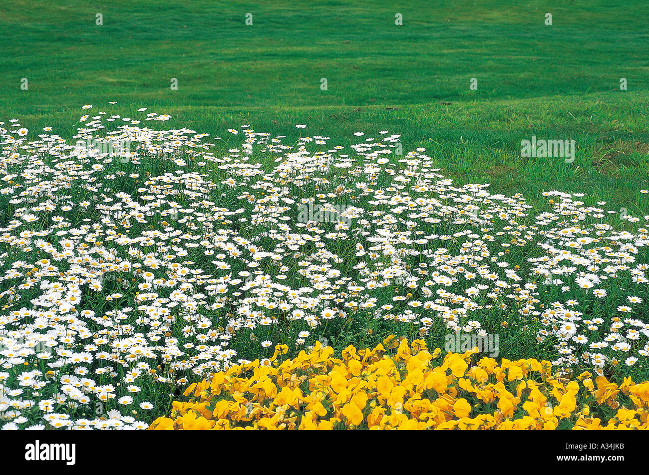 Marquerite daisy hi-res stock photography and images - Alamy