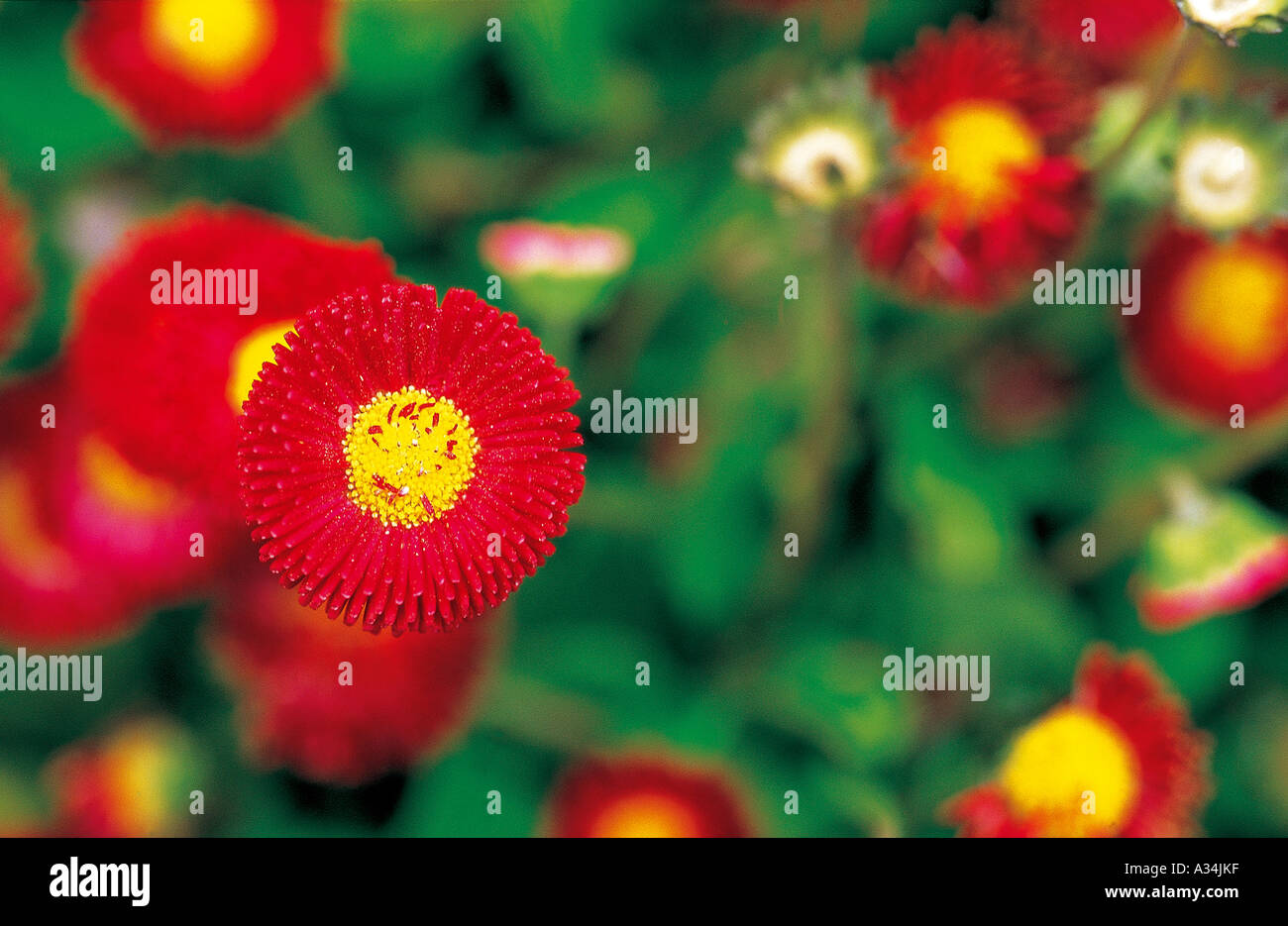 Marquerite daisy hi-res stock photography and images - Alamy