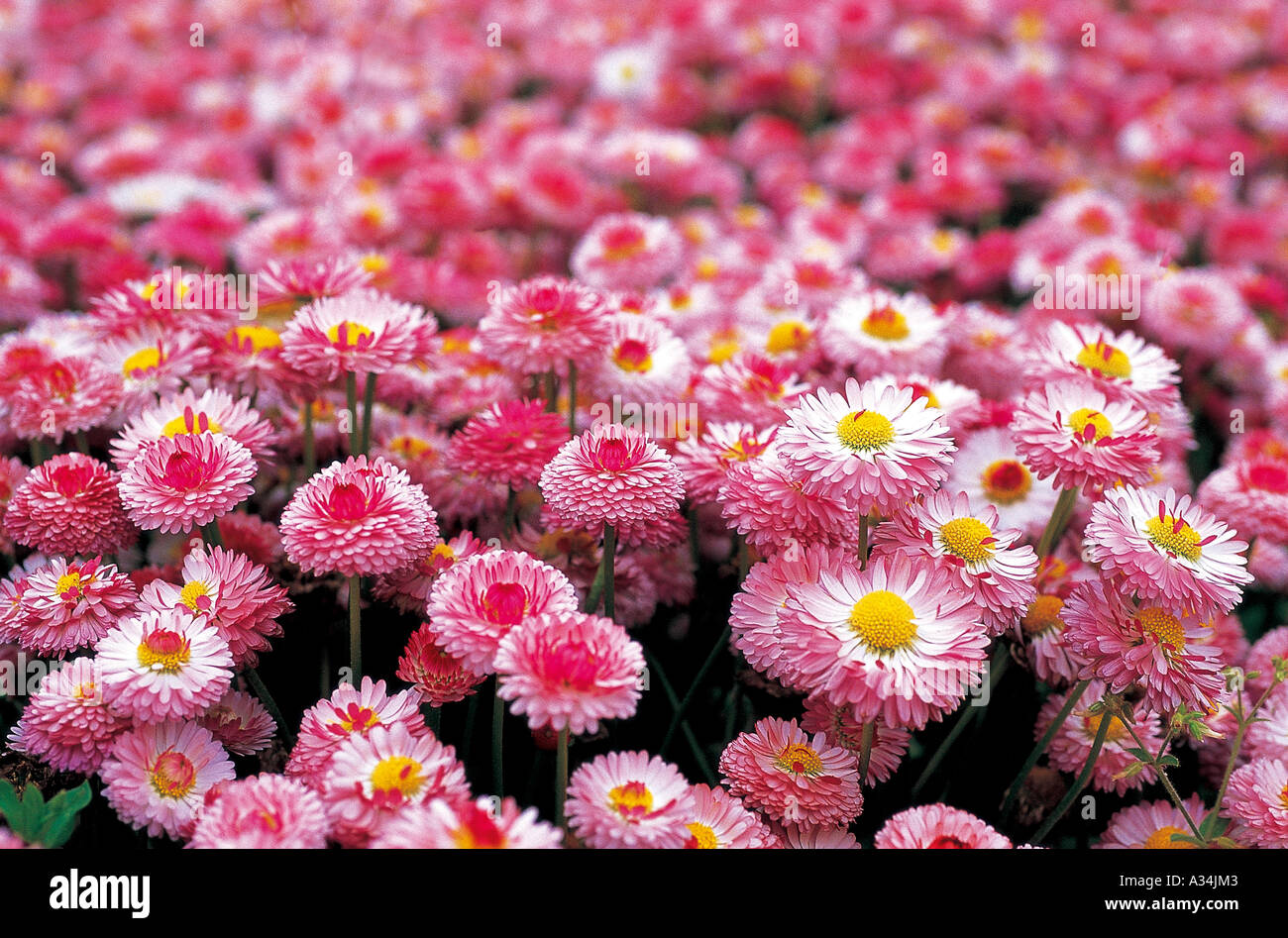 Marquerite daisy hi-res stock photography and images - Alamy