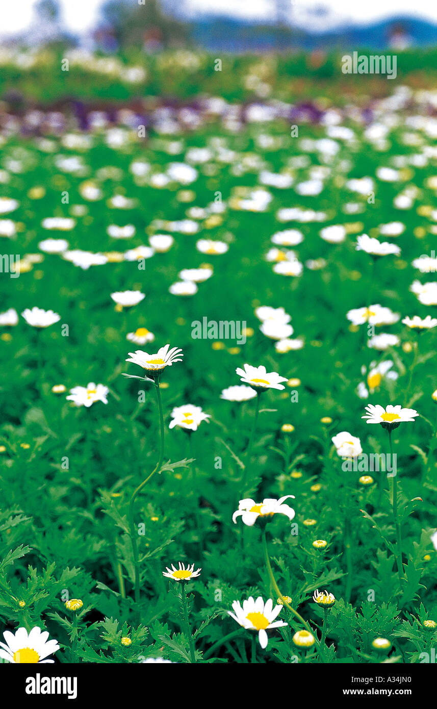 Marquerite daisy hi-res stock photography and images - Alamy