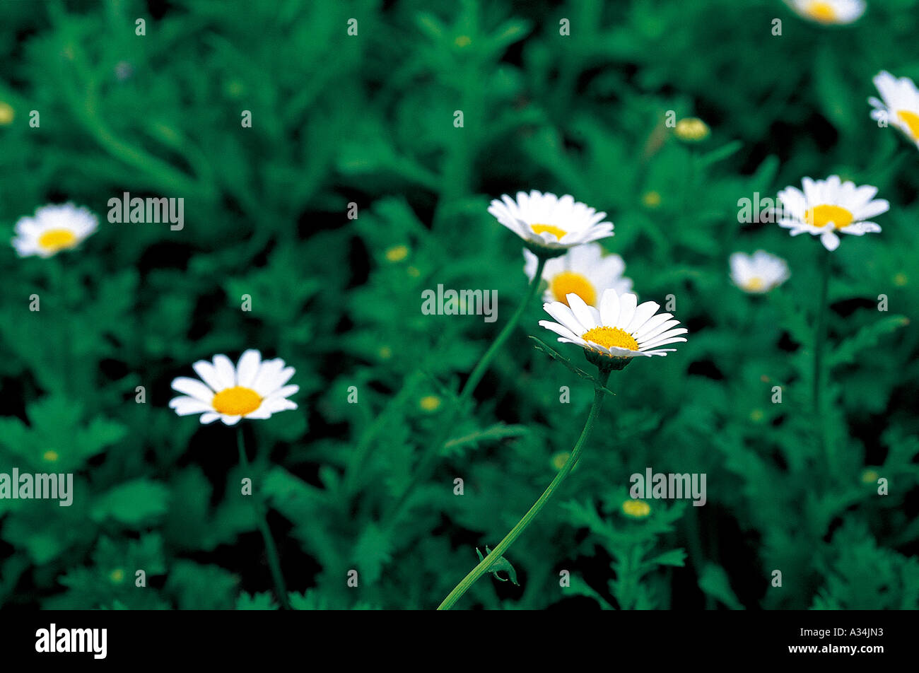 Marquerite daisy hi-res stock photography and images - Alamy