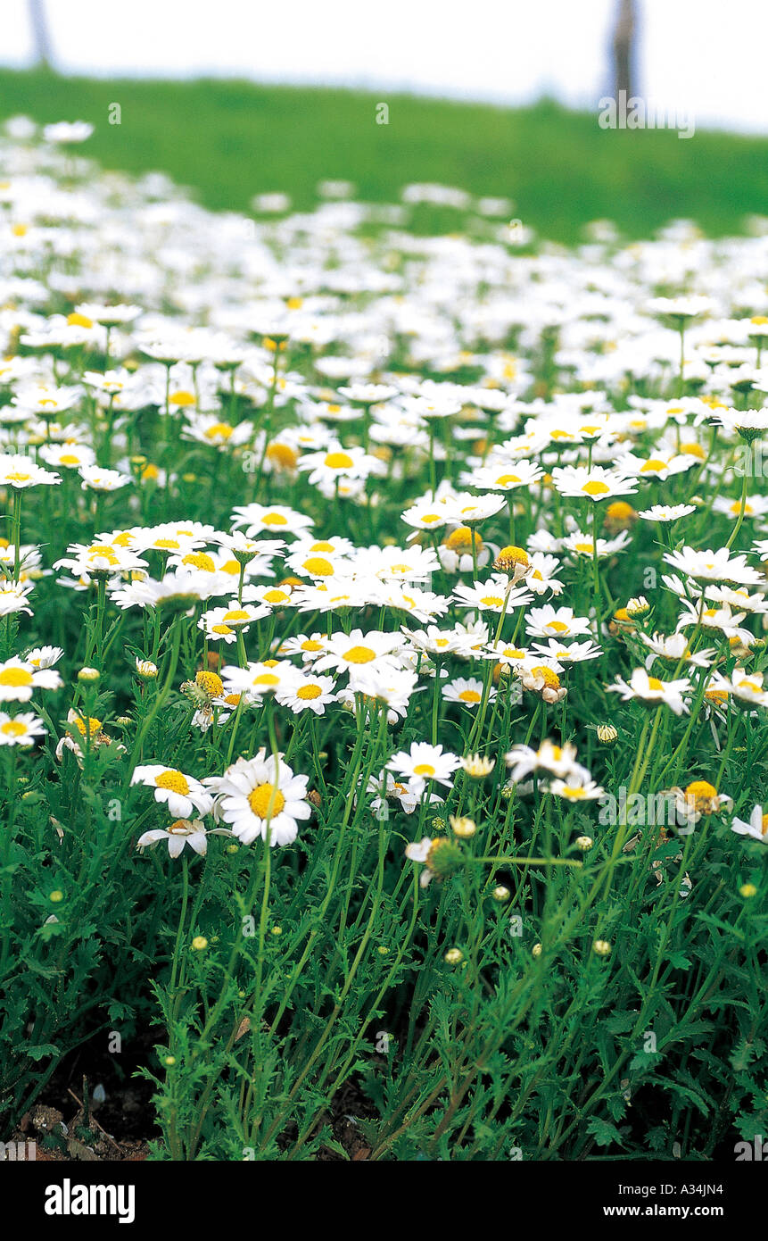 Marquerite daisy hi-res stock photography and images - Alamy