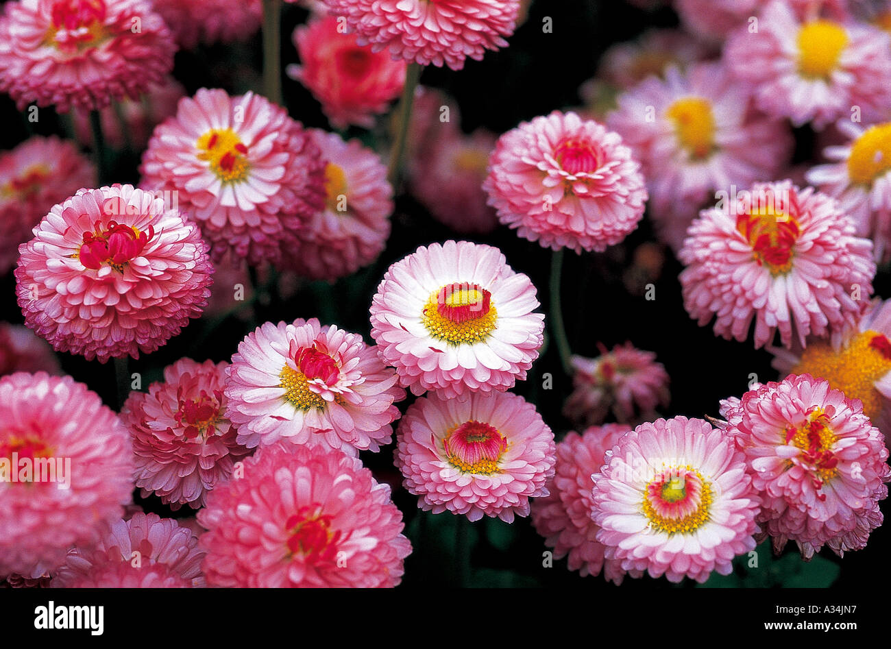 Marquerite daisy hi-res stock photography and images - Alamy
