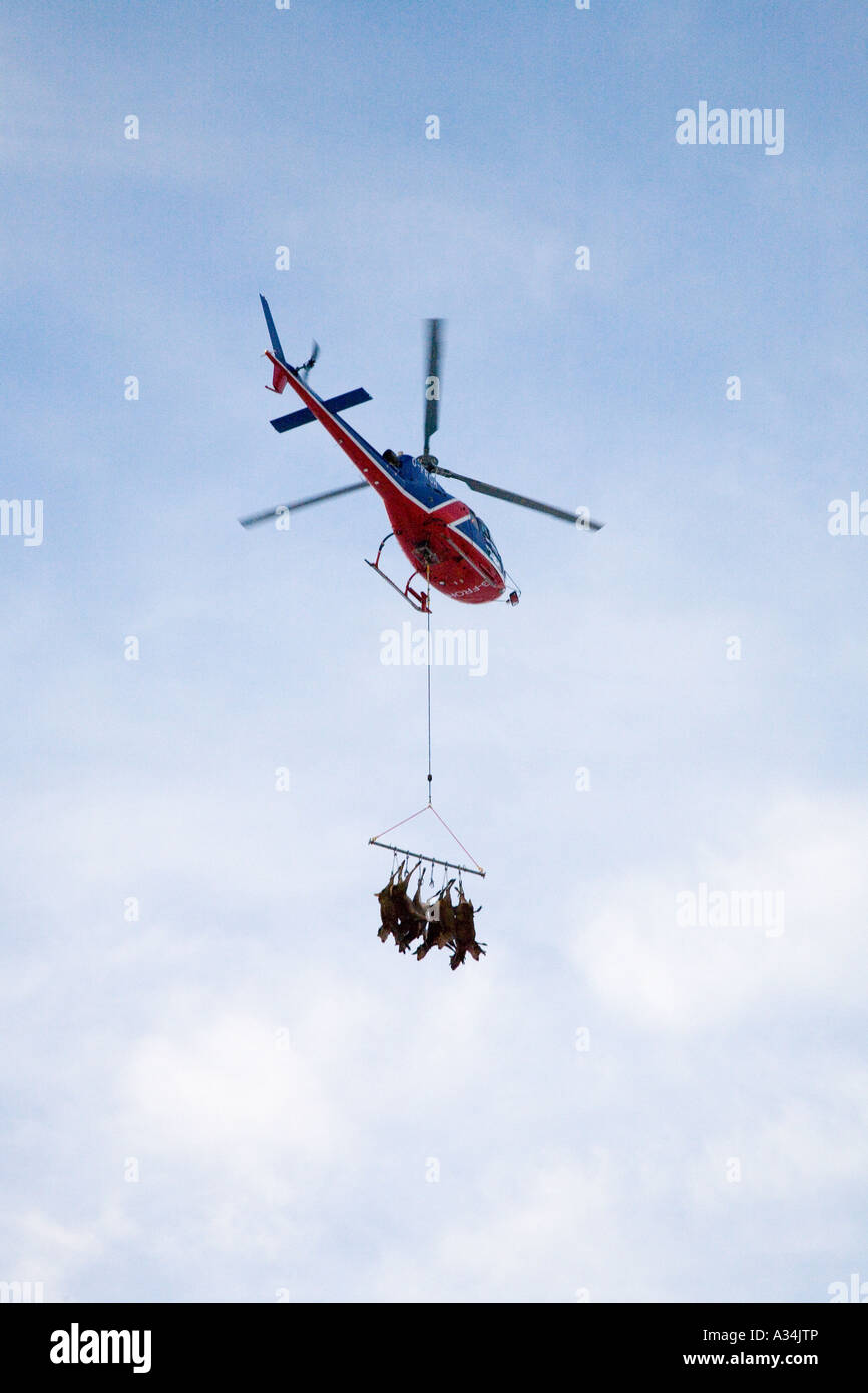 Animal Management and culling; Helicopter transporting red deer Stock ...