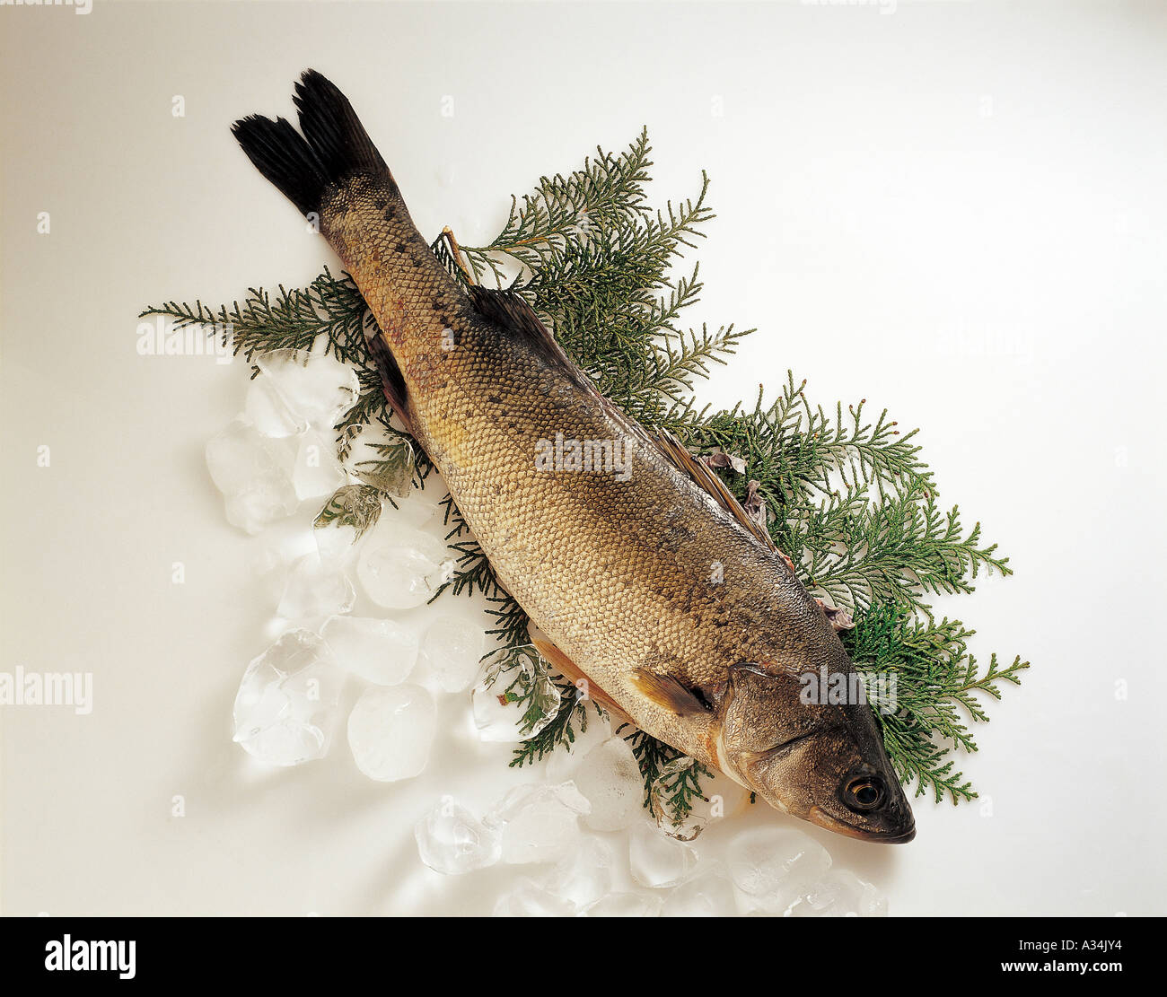 Mya arenaria hi-res stock photography and images - Alamy