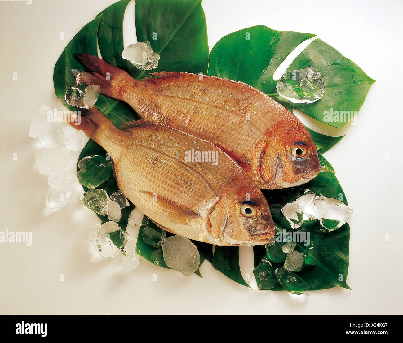 Thin fish hi-res stock photography and images - Alamy