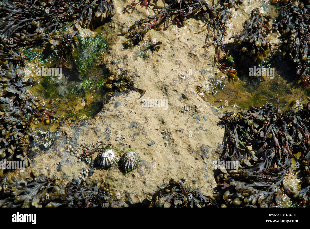 Rock pool shells seaweed hi-res stock photography and images - Alamy
