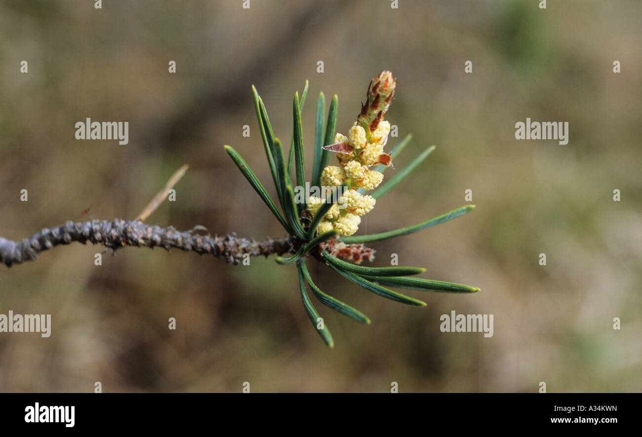 Close up delicate spruce tree hi-res stock photography and images - Alamy