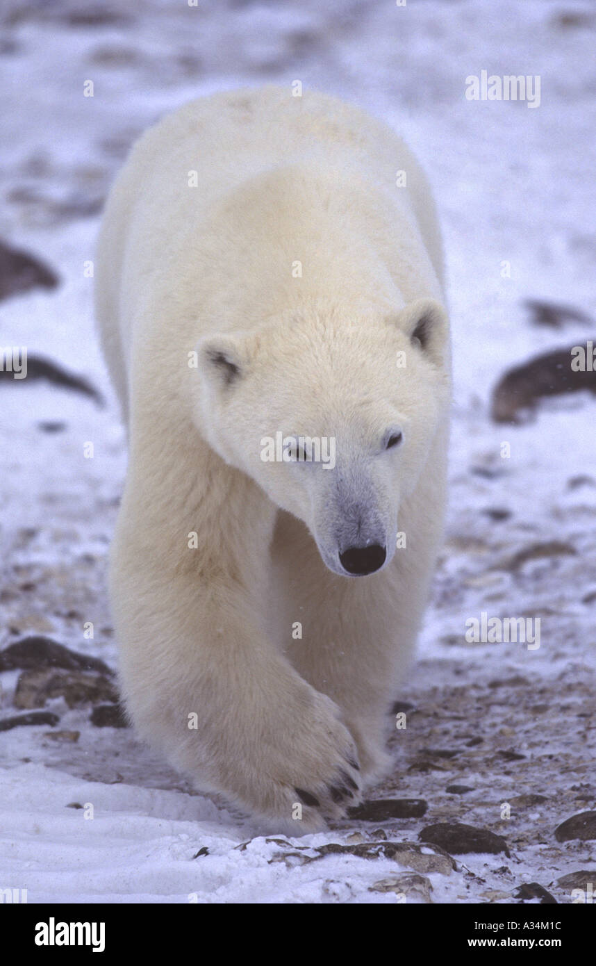 Approaching bear hi-res stock photography and images - Alamy