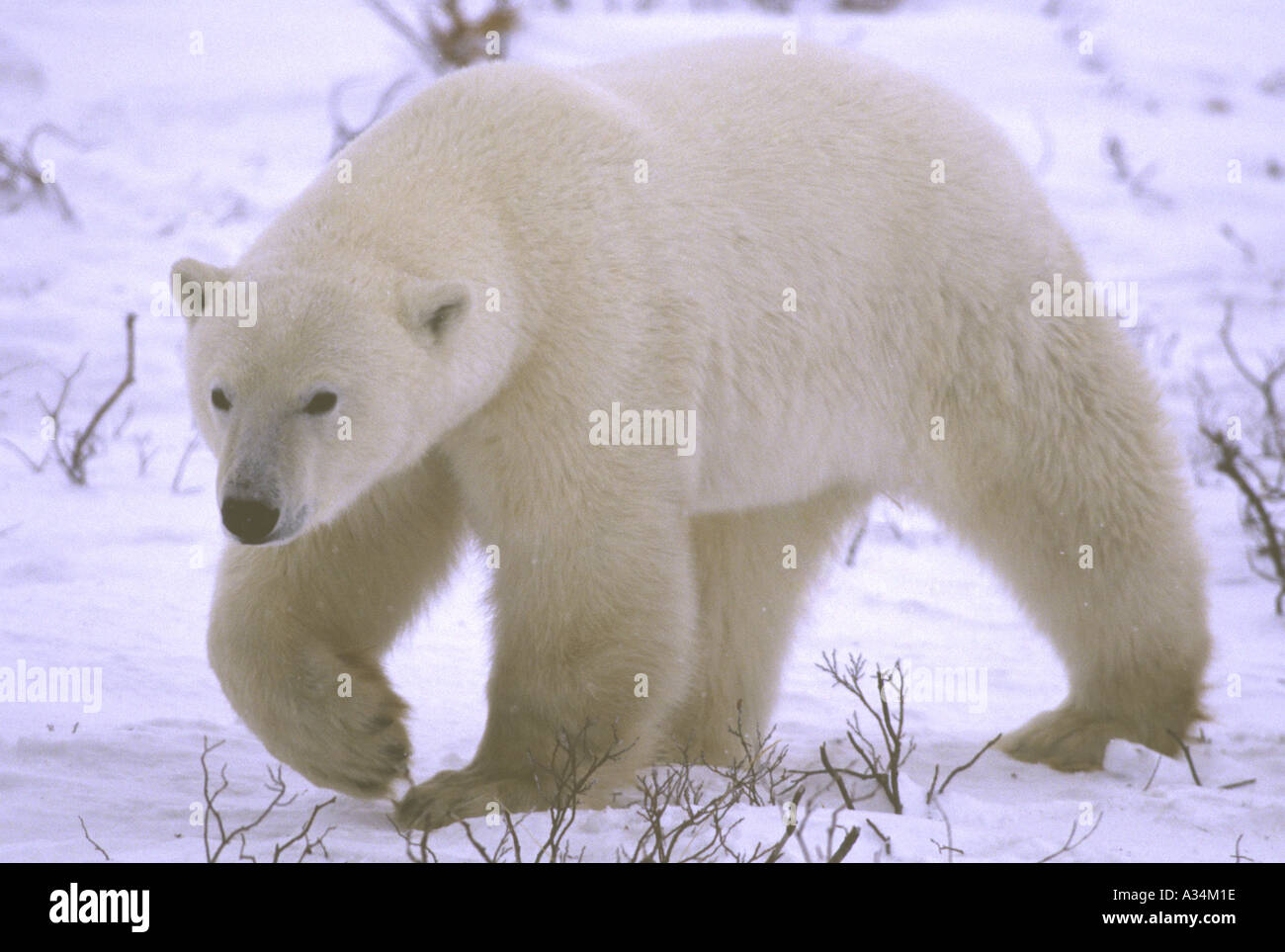 Polar bear walking filling frame Hudson Bay Manitoba Canada Stock Photo ...