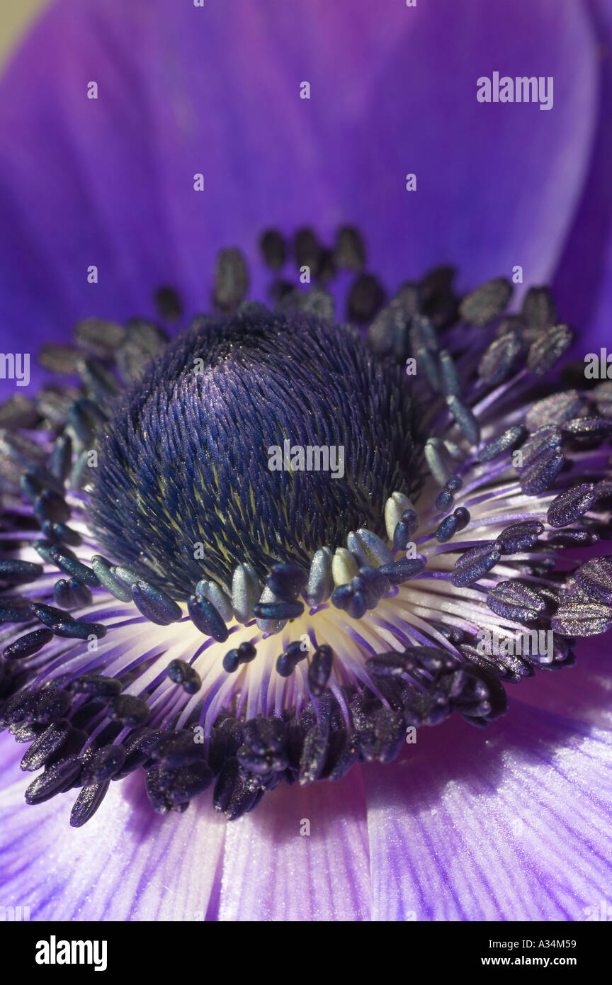 England, UK. Extreme close up view of the centre of a beautiful deep ...