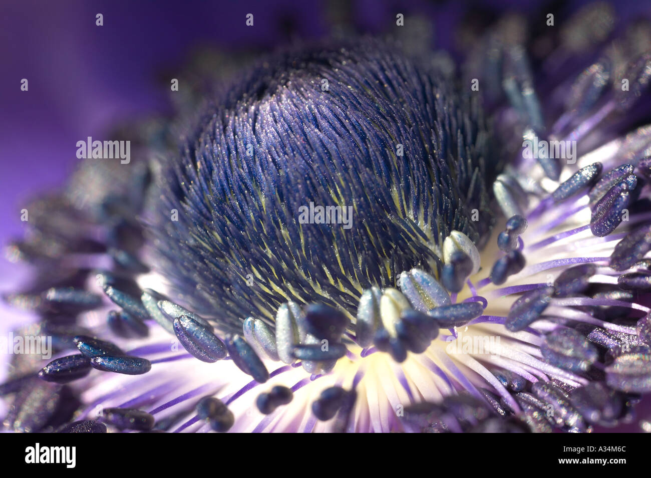 England, UK. Extreme close up view of the centre of a beautiful deep ...