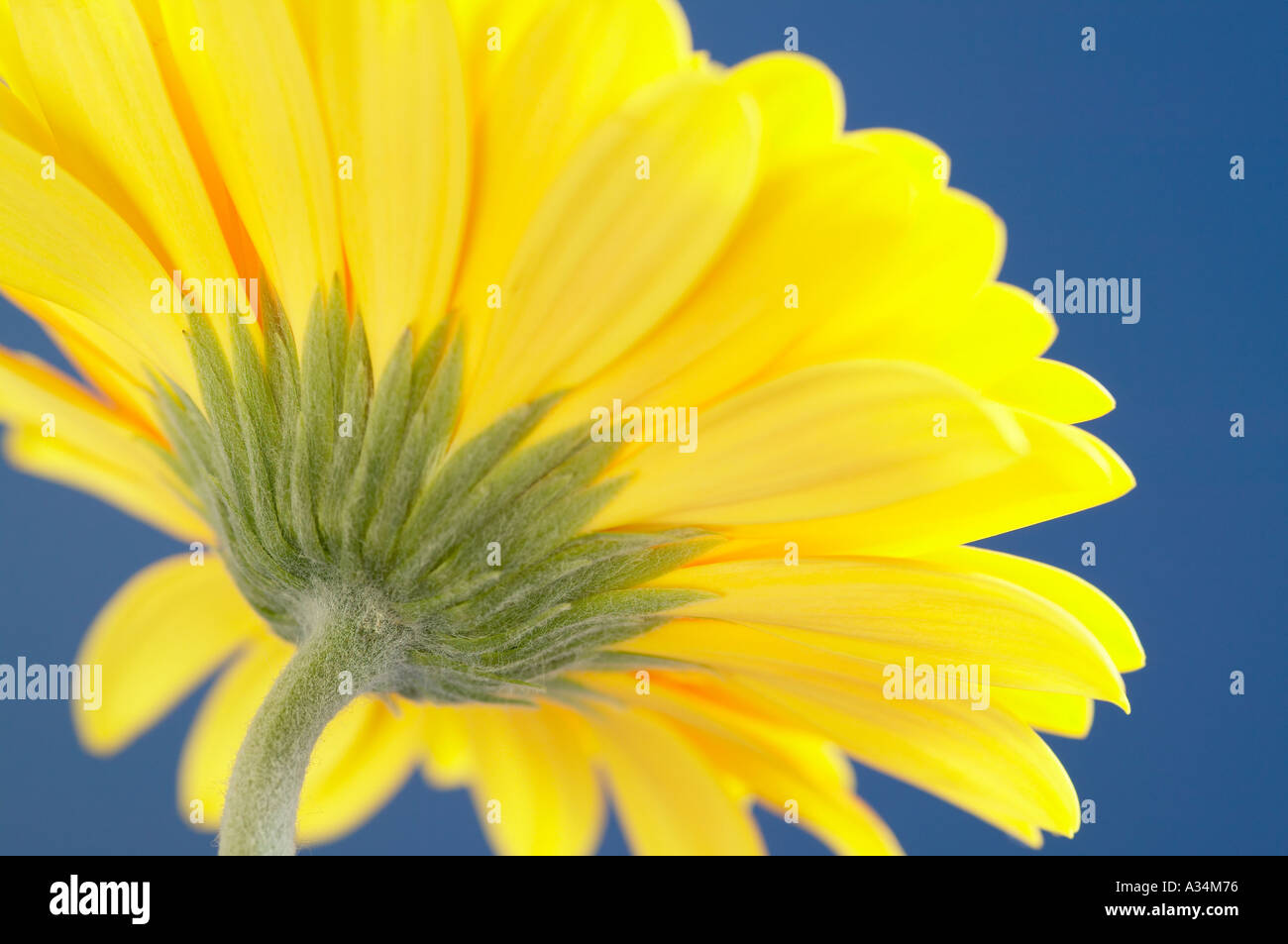 Gerbera daisy side view hi-res stock photography and images - Alamy