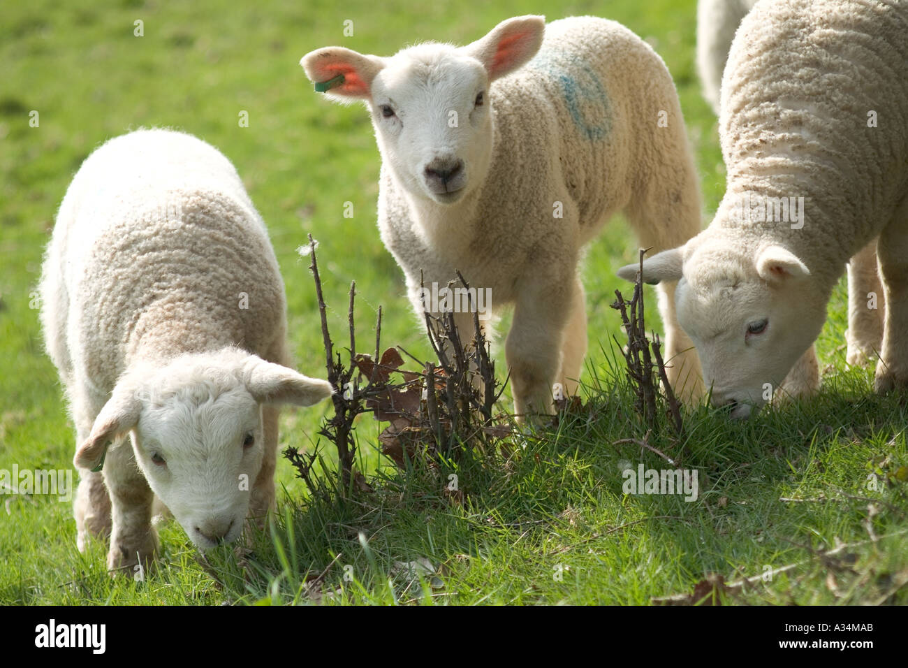 Lambs in the field hi-res stock photography and images - Alamy