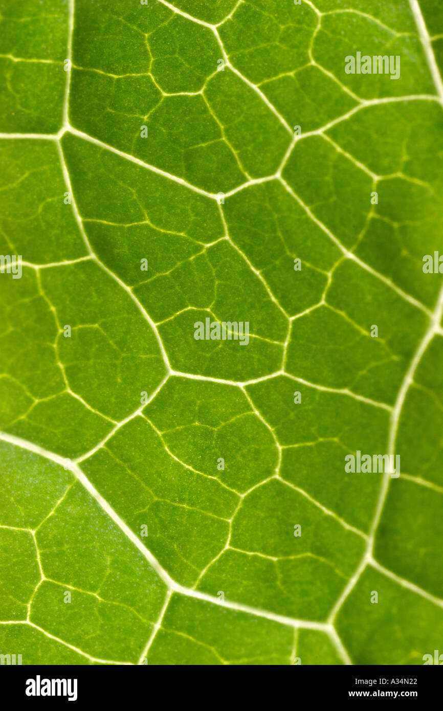 Closeup texture of dandelion leaf Stock Photo - Alamy