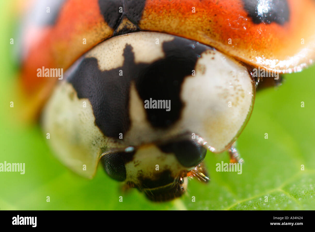Ladybug closeup hi-res stock photography and images - Alamy
