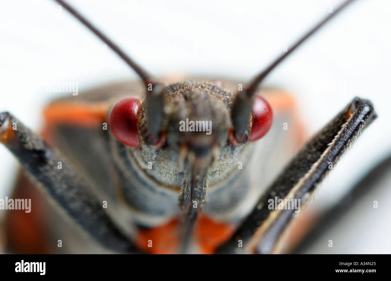 Beetle face hi-res stock photography and images - Alamy