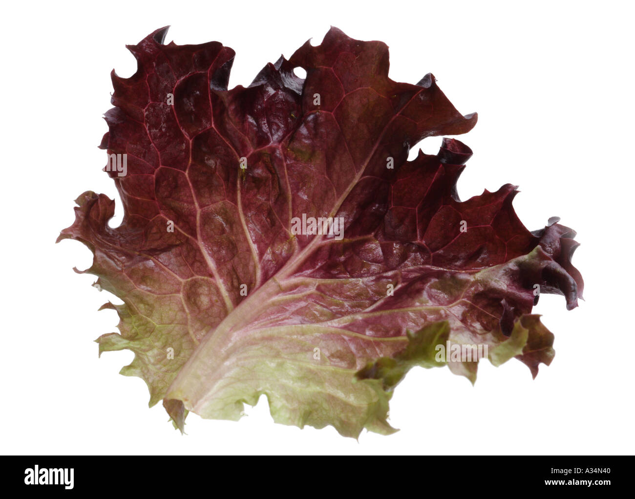 Lollo rosa hi-res stock photography and images - Alamy