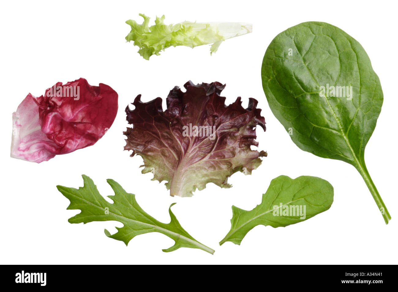 Baby Salad Greens Arugula Spinach Radicchio Frisee Lollo Stock Photo ...