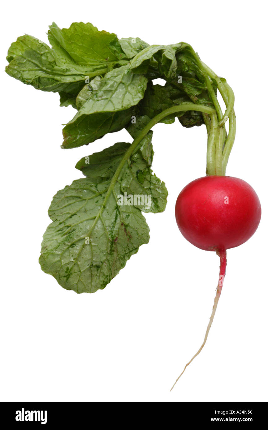 Single radish hi-res stock photography and images - Alamy