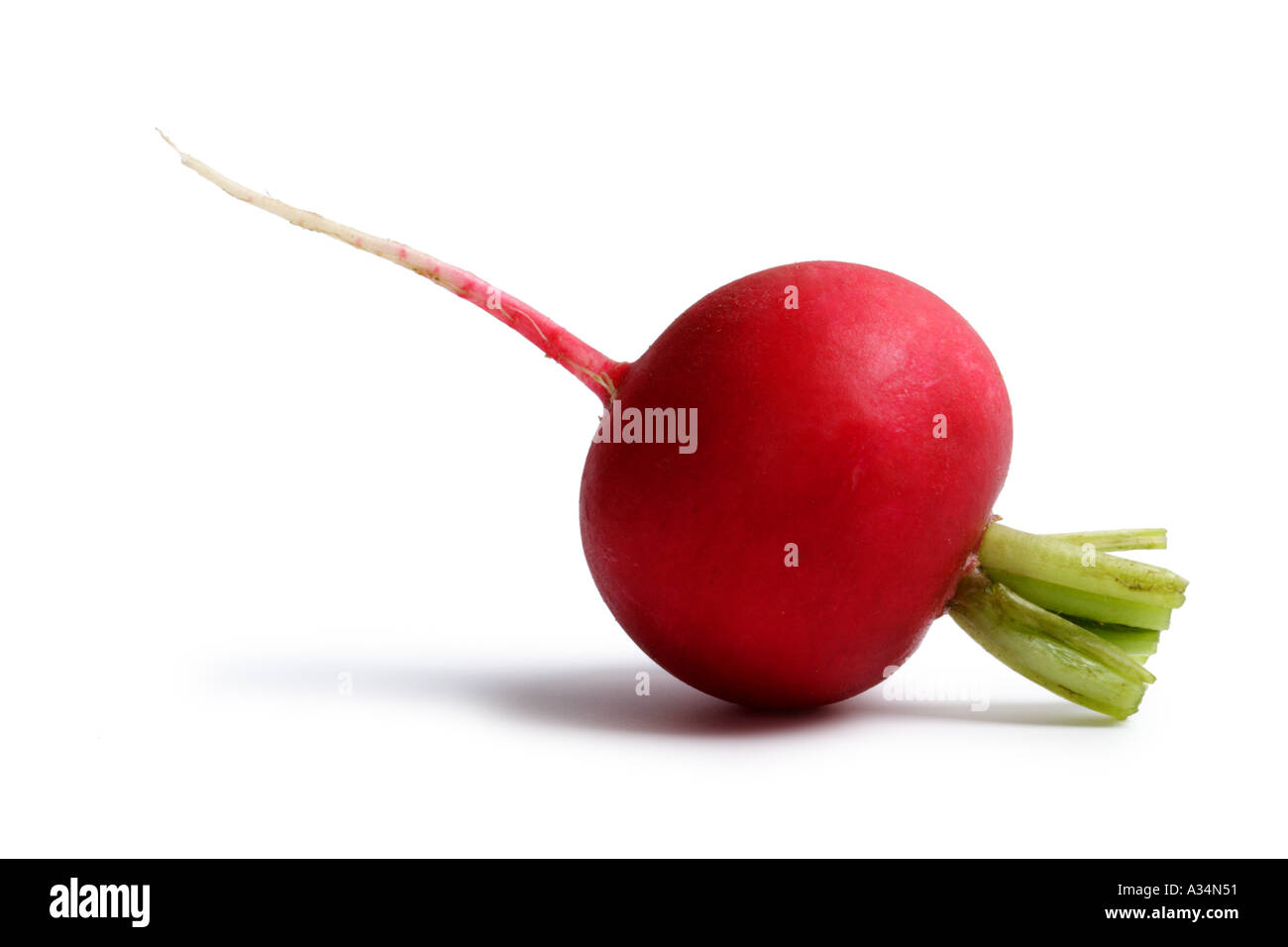 Single radish hi-res stock photography and images - Alamy