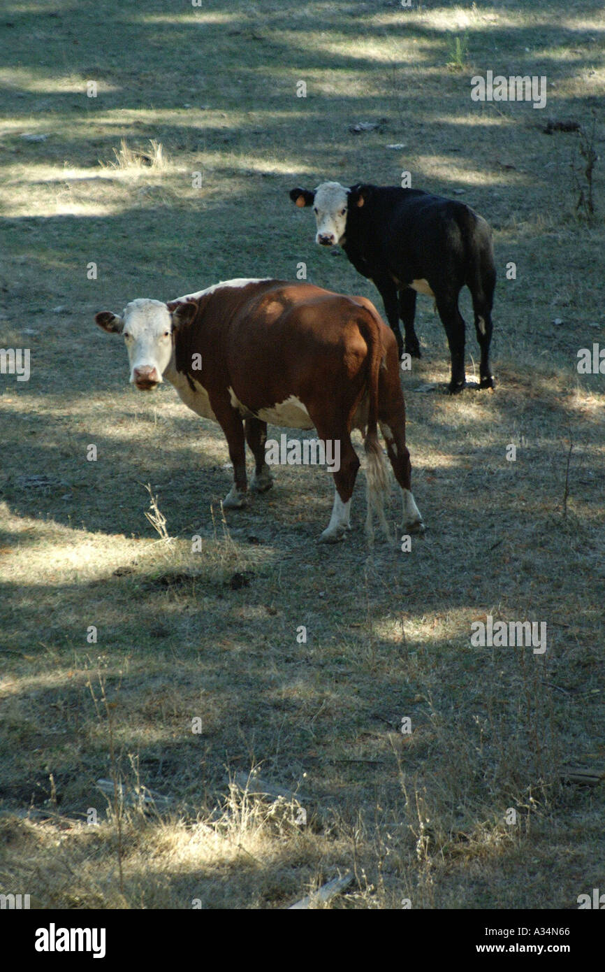 Two cows stand in a field and stare at viewer Stock Photo - Alamy