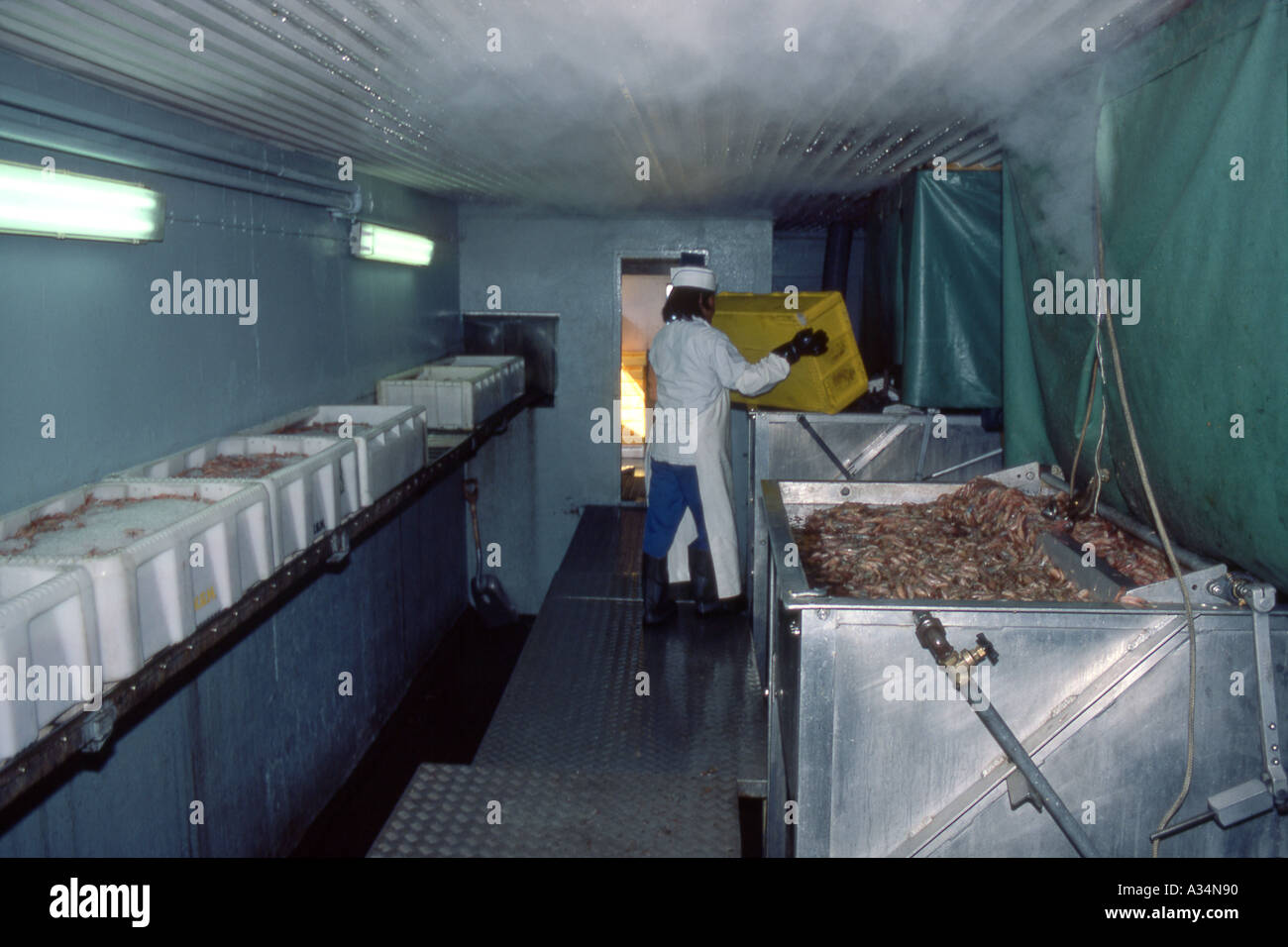 Shrimp Processing in Greenland Stock Photo - Alamy