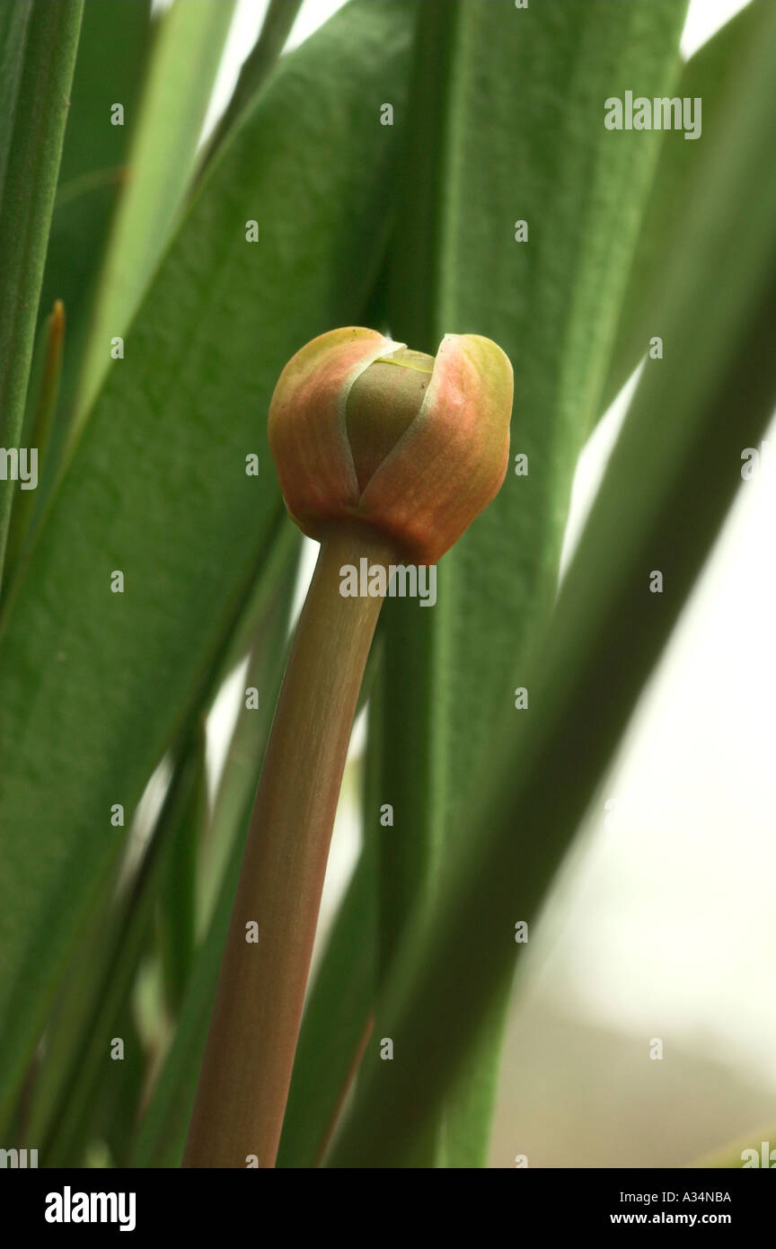 Phyllodia High Resolution Stock Photography and Images - Alamy