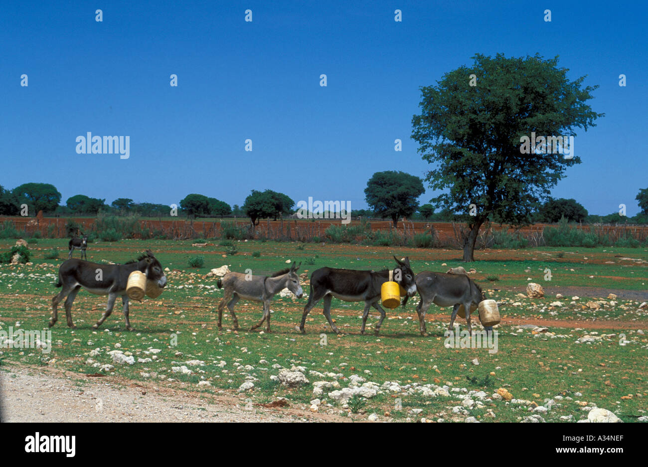 Donkey at water hi-res stock photography and images - Alamy