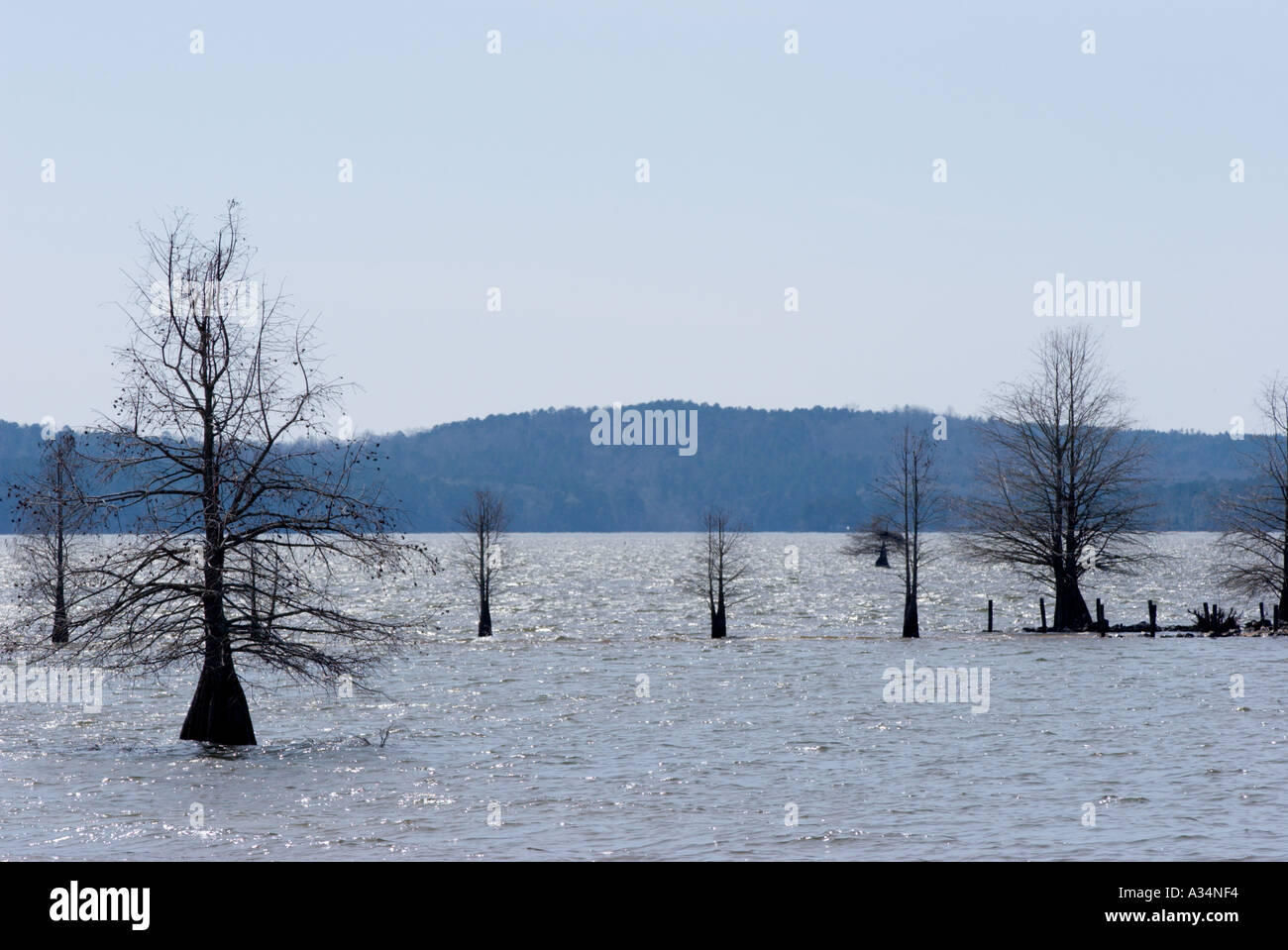 Cypress trees on Lake Walter F George Reservoir at George T Bagby State ...