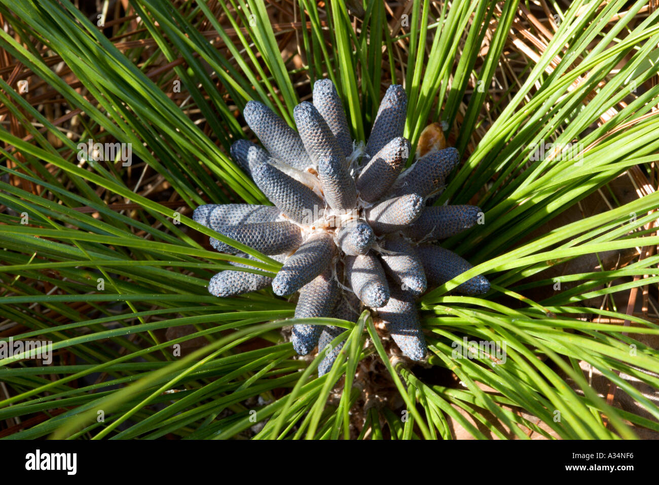 Long leaf pine cone hi-res stock photography and images - Alamy