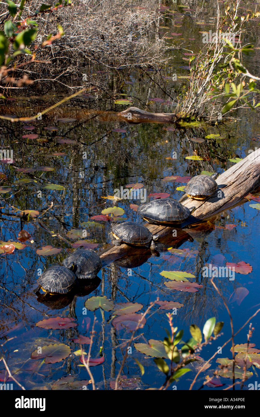 Swamp turtles hi-res stock photography and images - Alamy