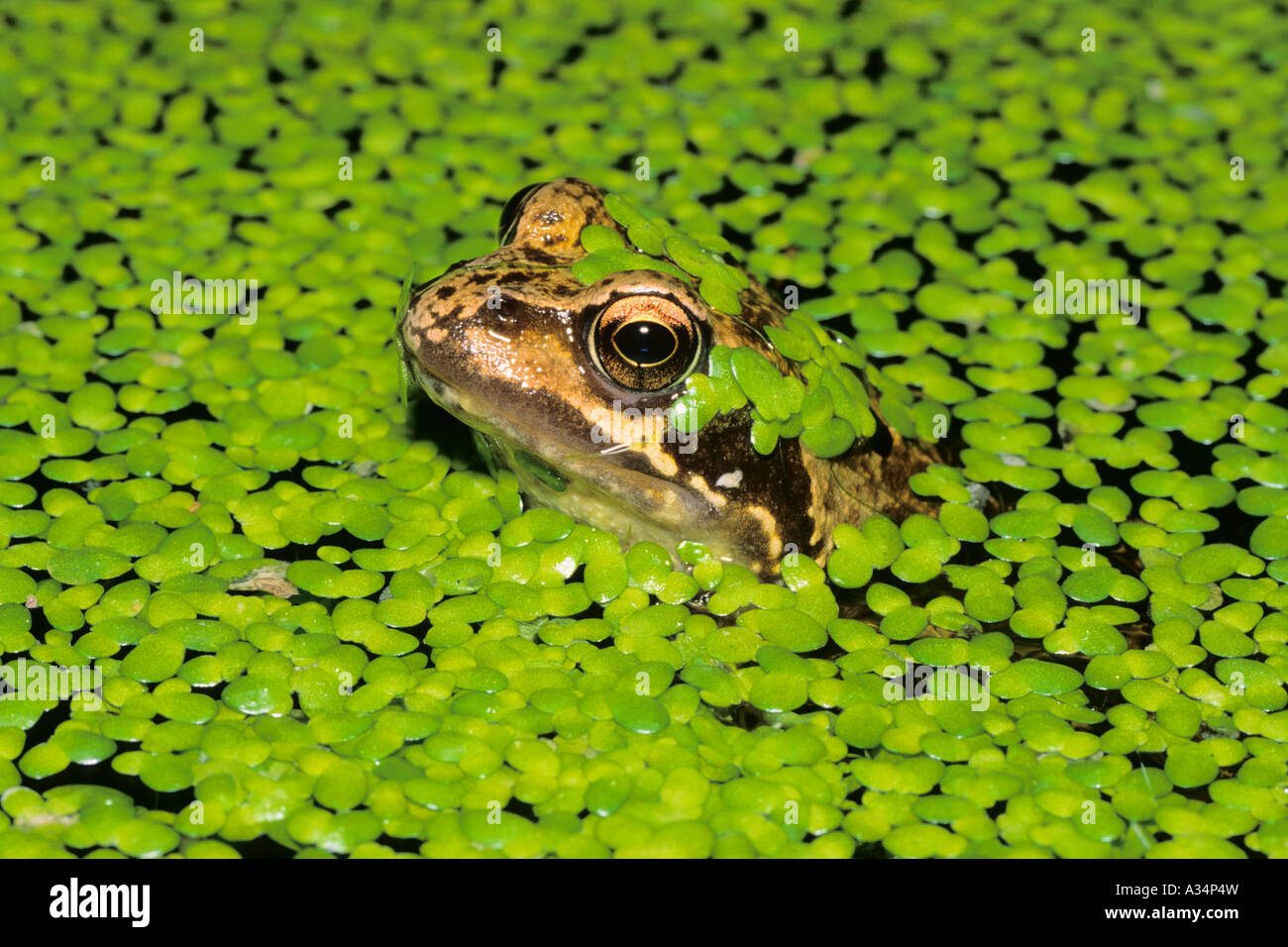 Common Frog (Rana temporaria Stock Photo - Alamy