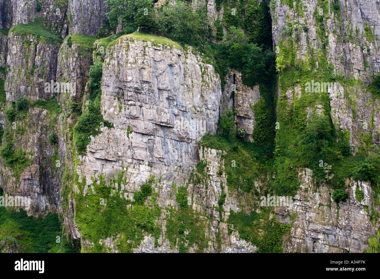 Limestone Cliffs at Cheddar Gorge Cheddar Somerset Stock Photo - Alamy