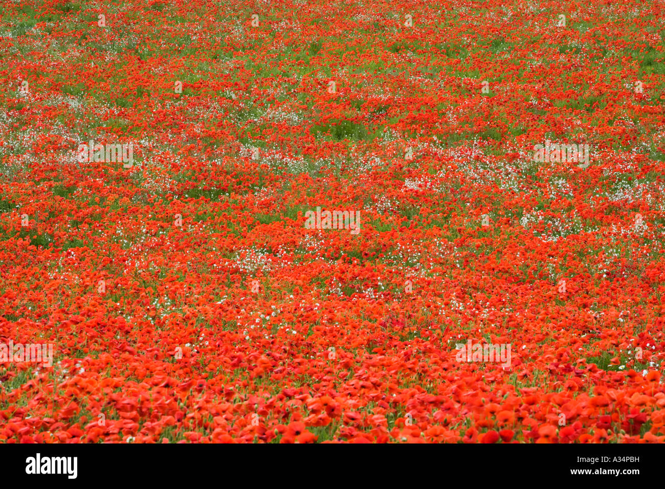 Field of Common Poppies, Cotswolds, UK Stock Photo - Alamy