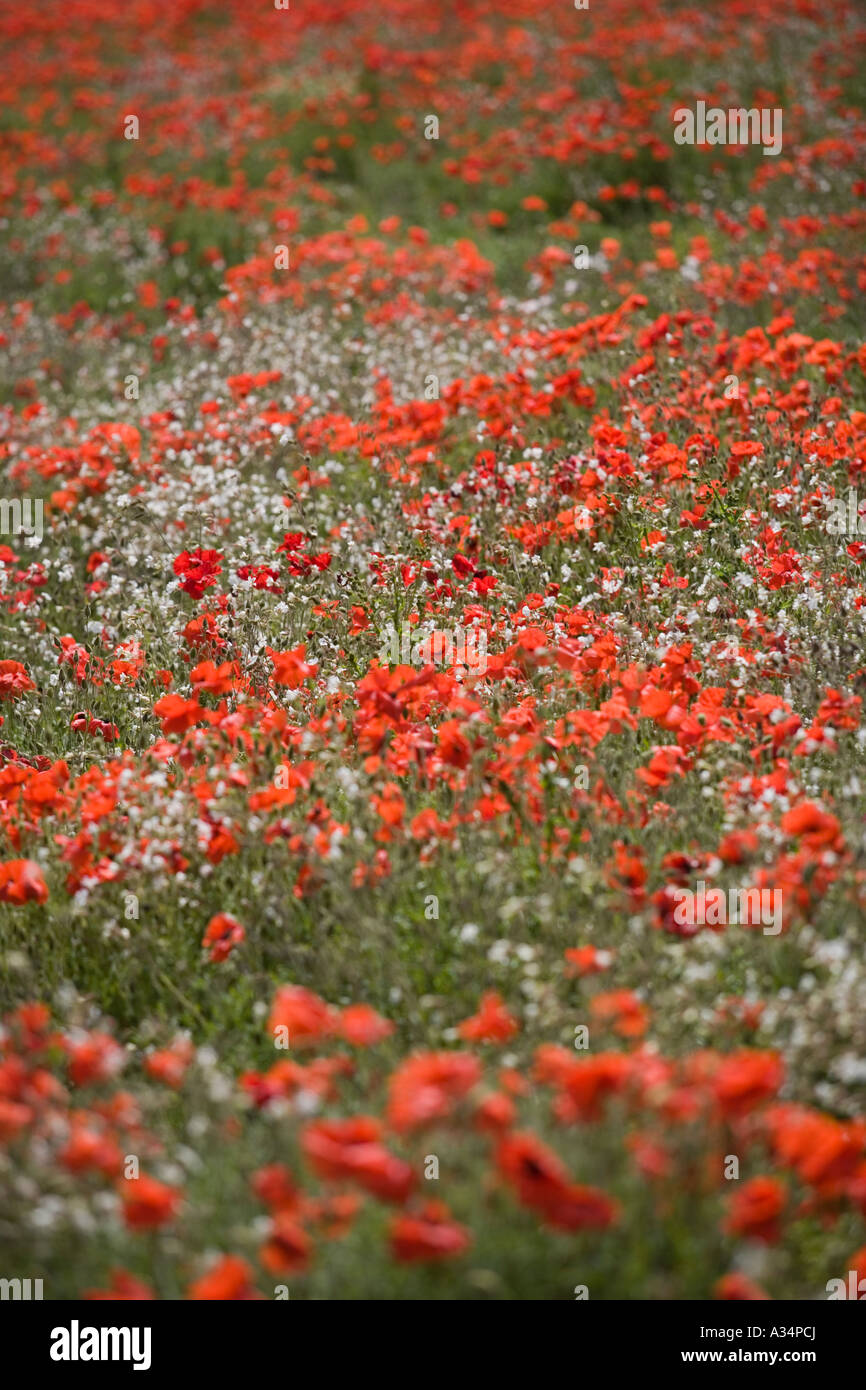Common Poppies and White Campion, Cotswolds, UK Stock Photo - Alamy