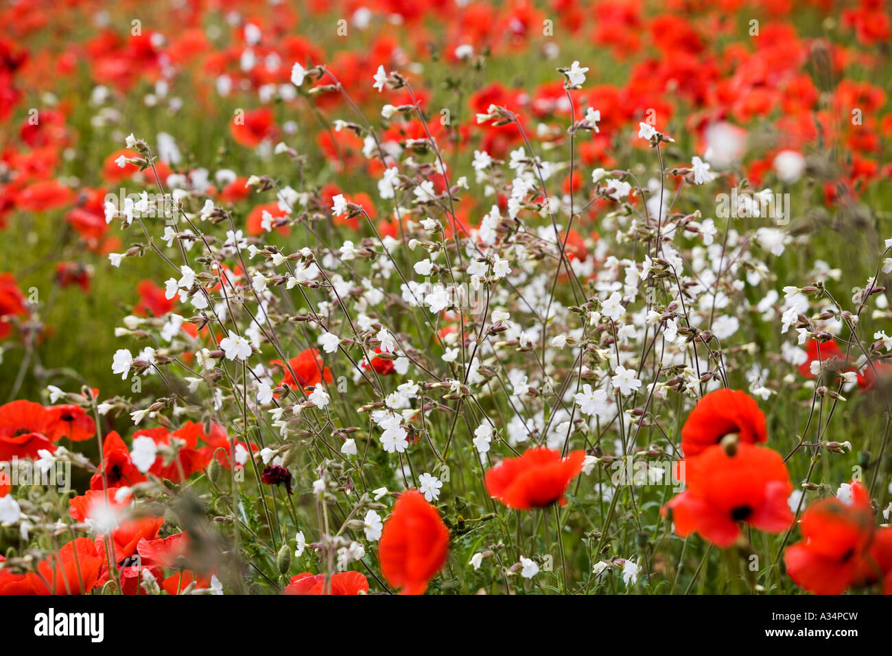 Common Poppies and White Campion, Cotswolds, UK Stock Photo - Alamy