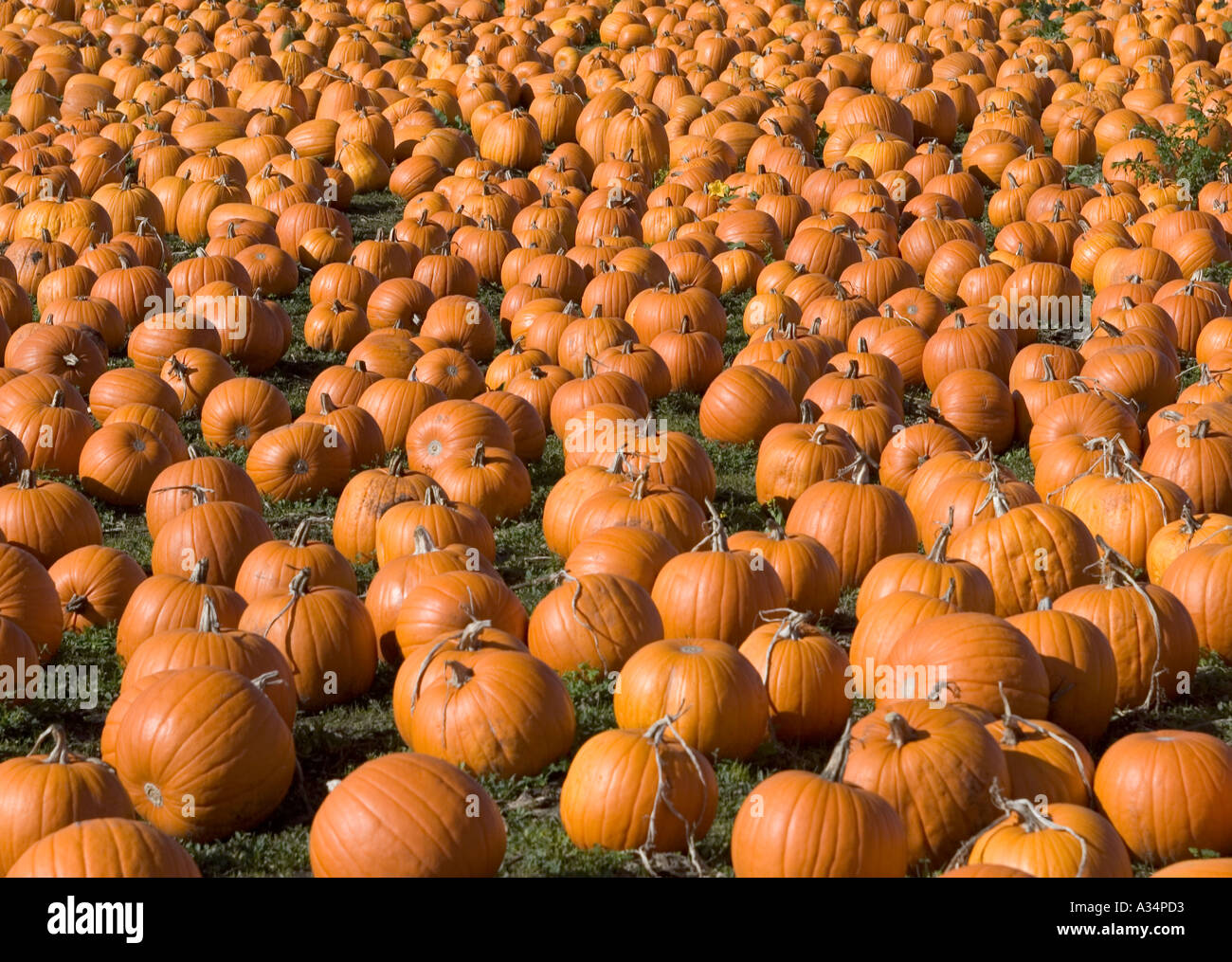 Pumpkin grower hi-res stock photography and images - Alamy