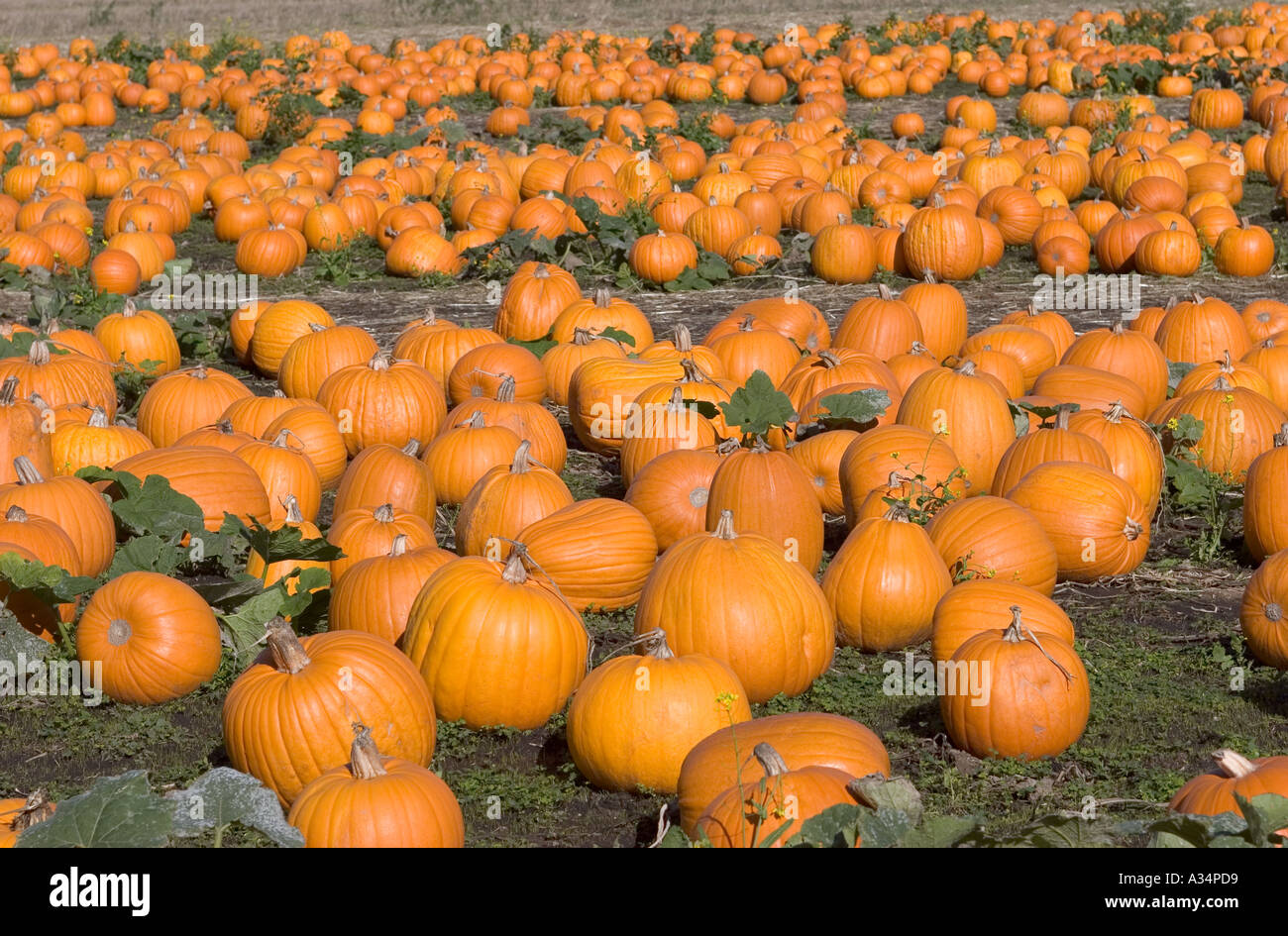 Pumpkin grower hi-res stock photography and images - Alamy