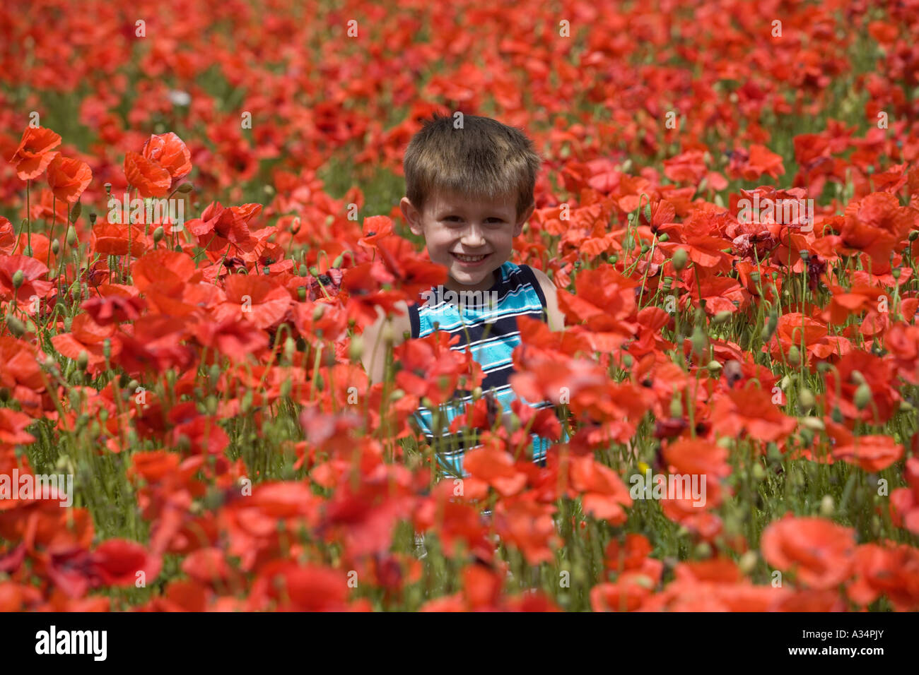 Child in a field of Poppies, Syreford, Gloucestershire Stock Photo - Alamy