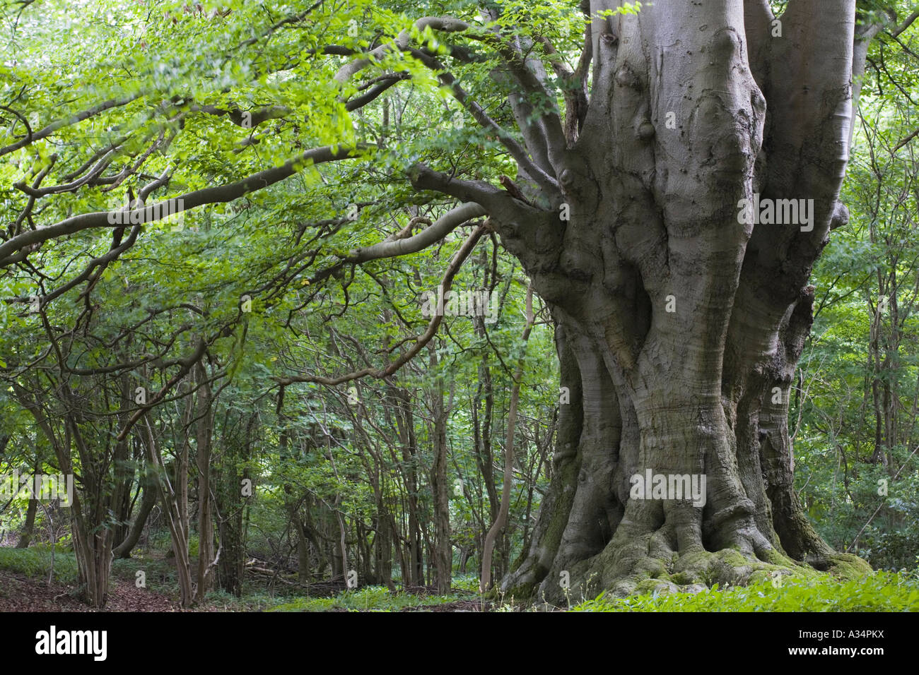 Ancient Beech trees on the Cotswold Way at Lineover Wood ...