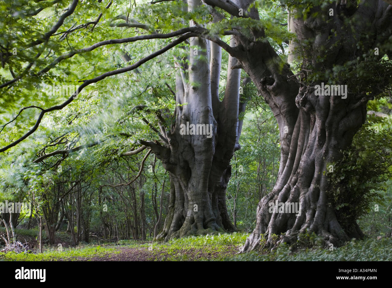 Ancient beech tree on cotswold hi-res stock photography and images - Alamy