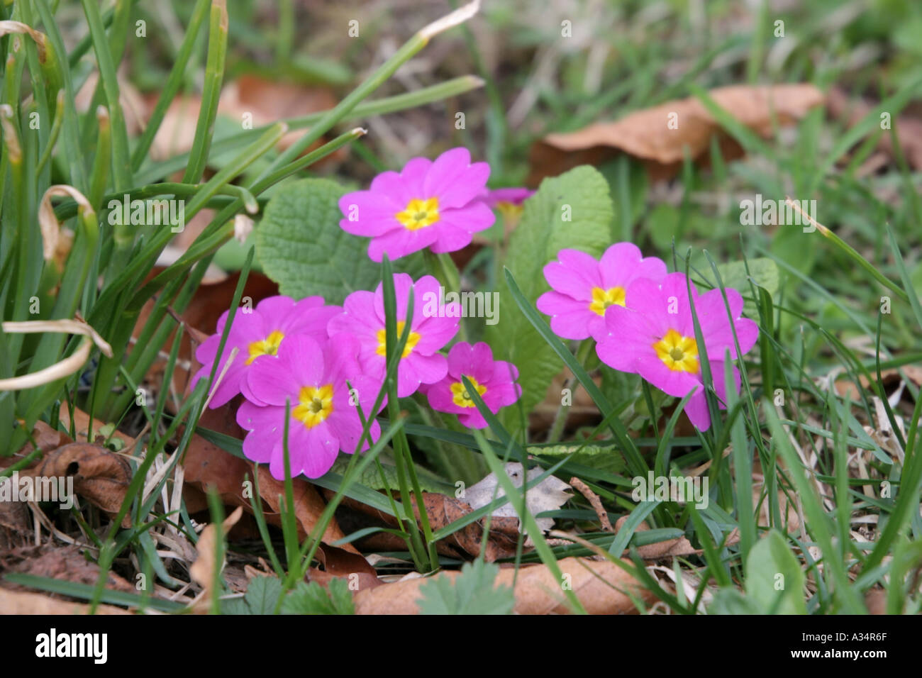 Corona primrose yellow hi-res stock photography and images - Alamy