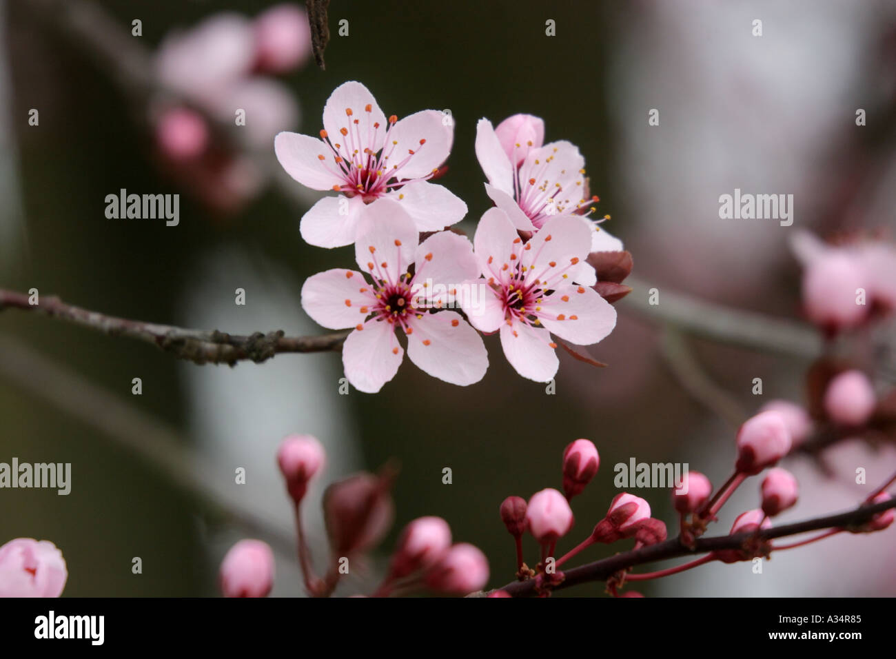 Ornamental cherry Prunus Stock Photo - Alamy