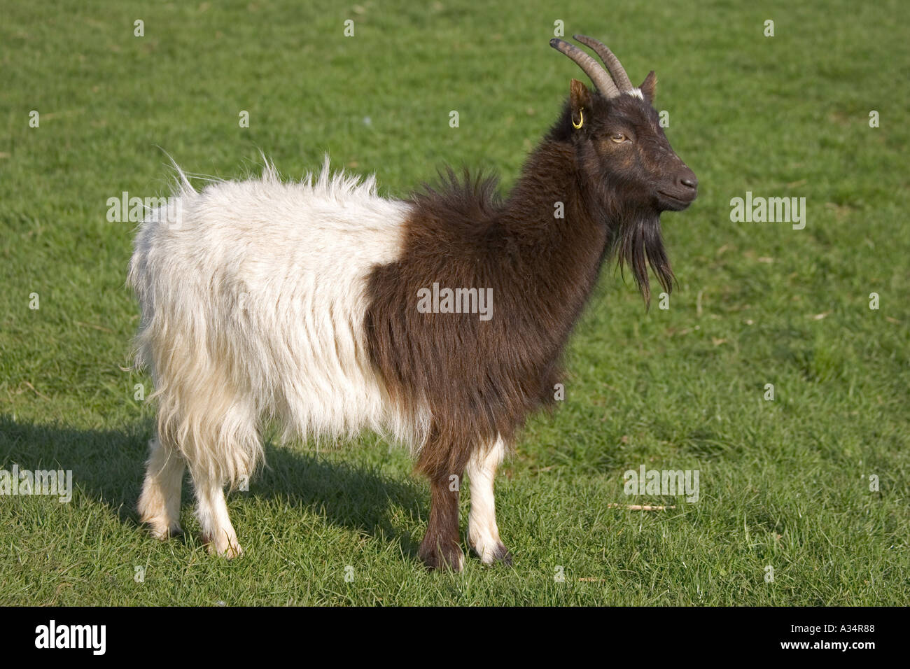 Bagot goat uk hi-res stock photography and images - Alamy