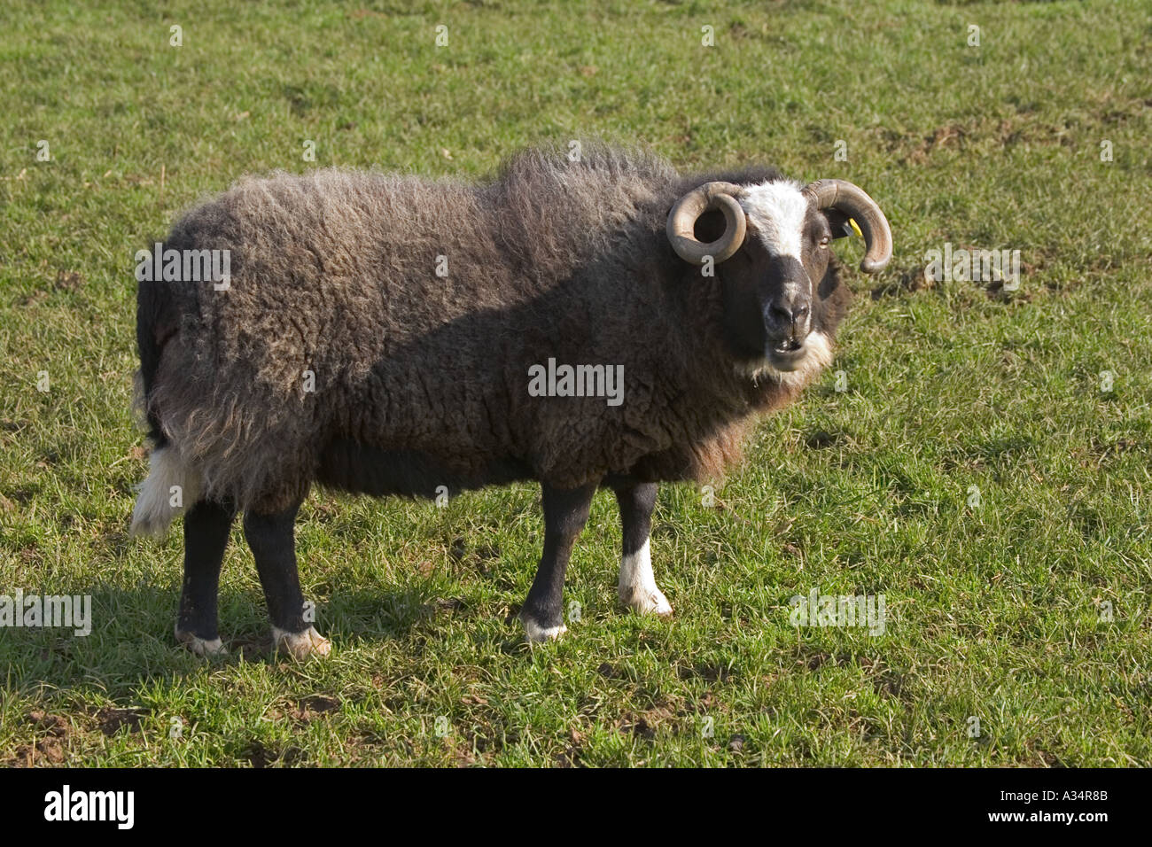 Welsh mountain breed sheep uk hi-res stock photography and images - Alamy