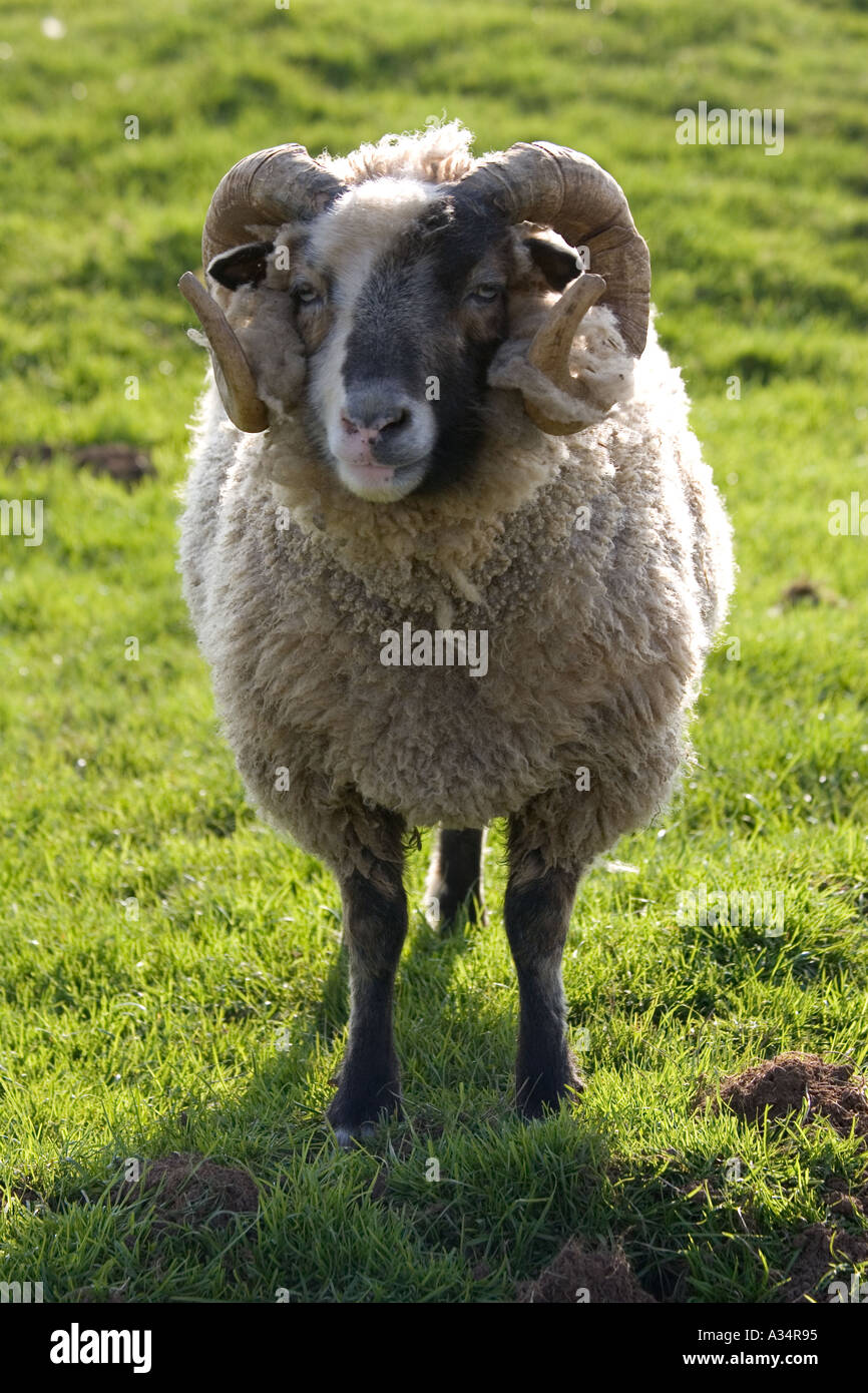 Castlemilk moorit sheep hi-res stock photography and images - Alamy