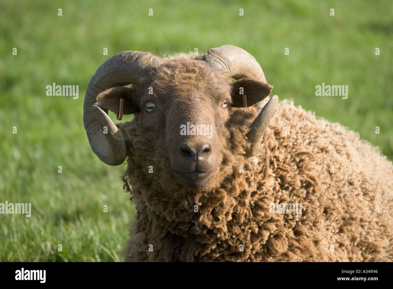 Castlemilk Moorit Sheep Stock Photos & Castlemilk Moorit Sheep Stock ...